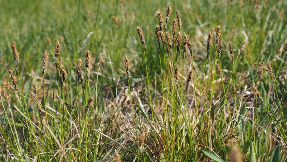 How to Plant, Grow, and Care for Sedge (Carex)