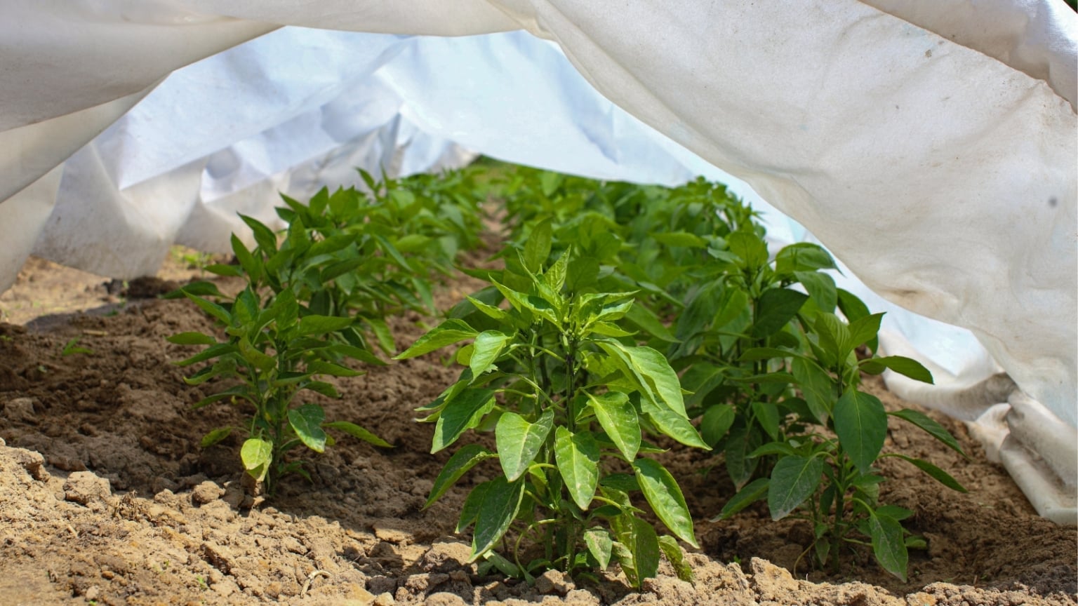 How to Grow Peppers in Raised Beds for an Abundant Harvest