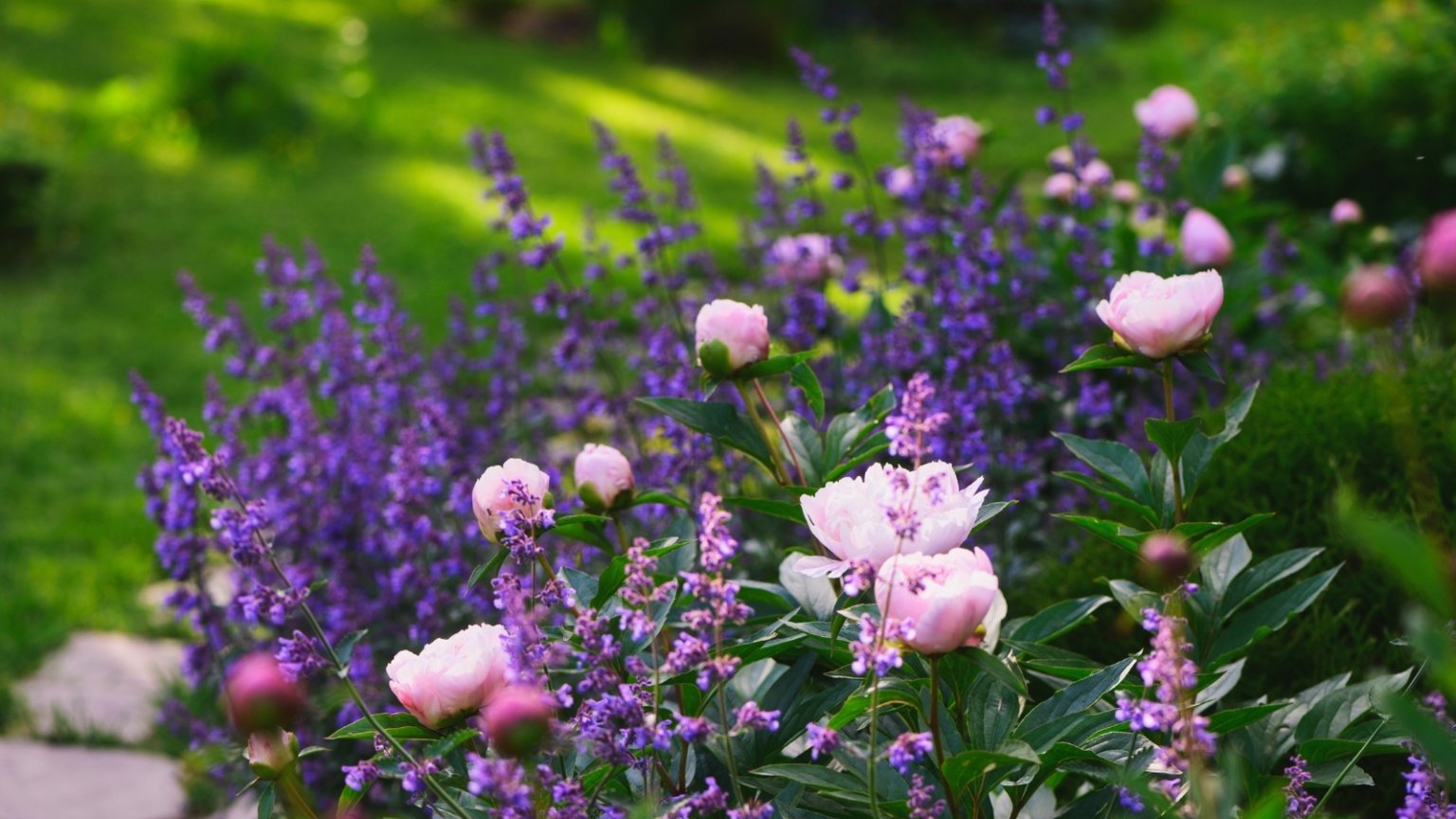 27 Best Varieties of Catmint (Nepeta) For Your Flower Bed