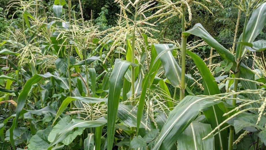 15 Best Vegetable Combinations To Plant in Raised Beds