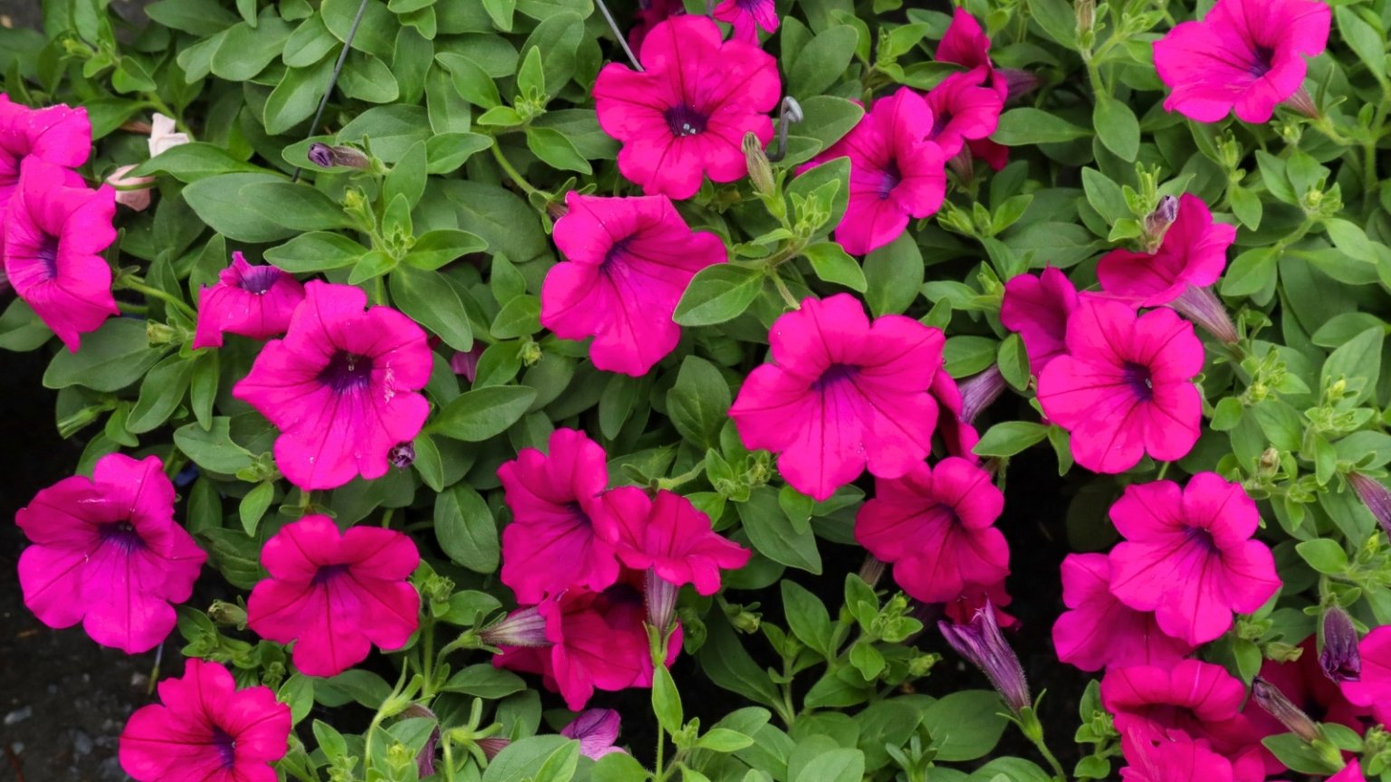9 Container Combinations To Attract Pollinators