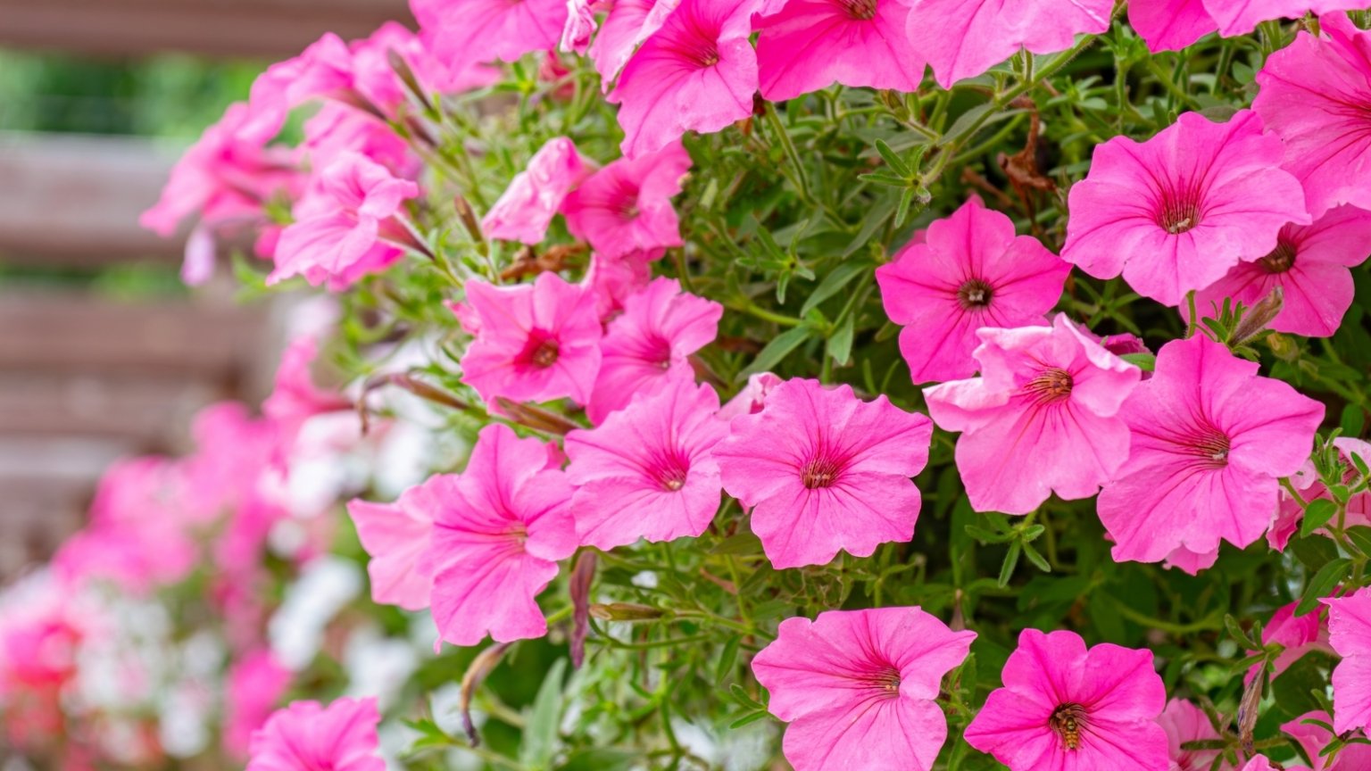 31 Popular Plants You Can Root In Water