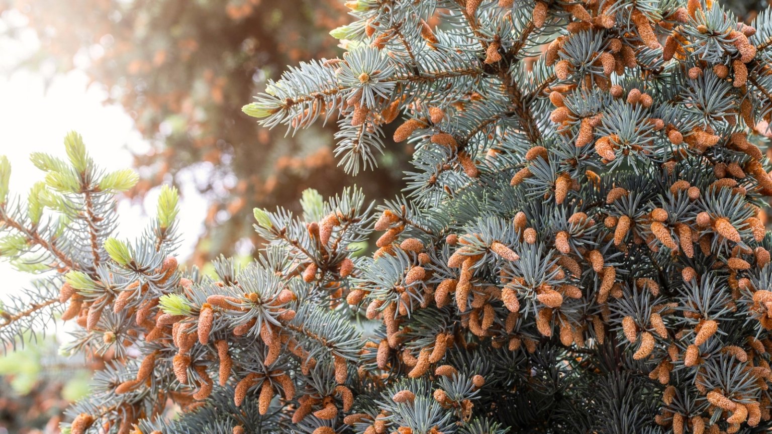 29 Trees With Unique Foliage