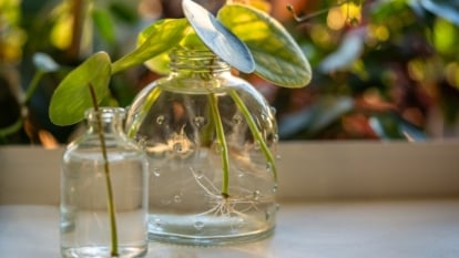 31 Popular Plants You Can Root In Water
