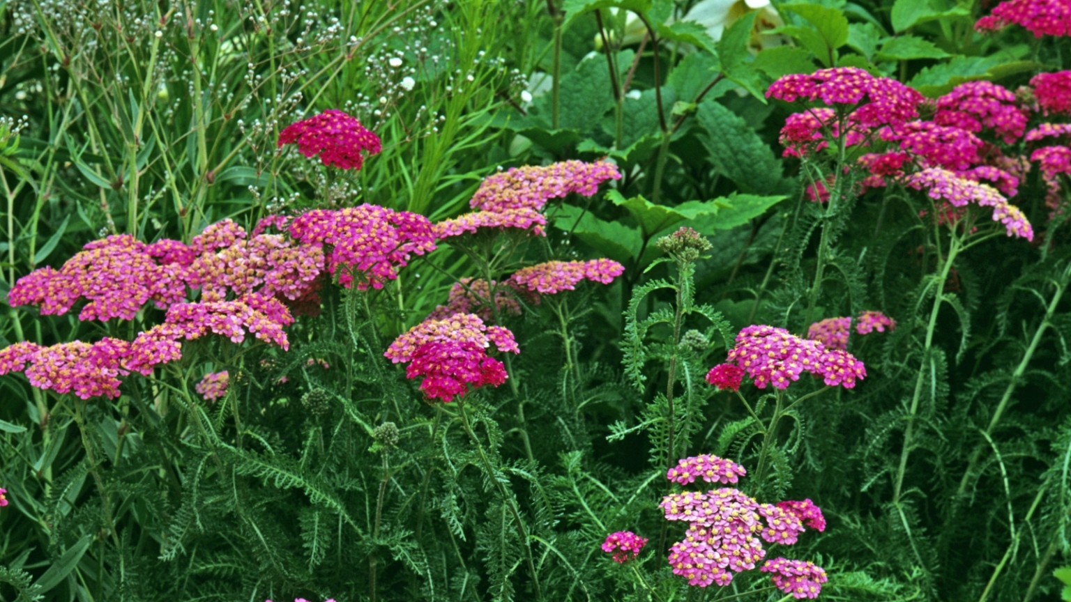 19 Best Plants for Raised Beds in Humid Climates