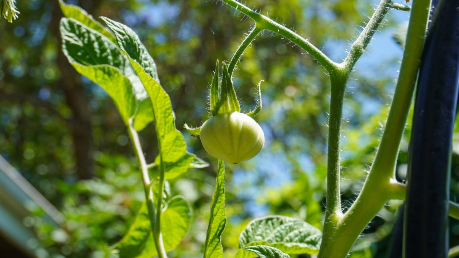 How to Grow Epic Tomatoes in Grow Bags