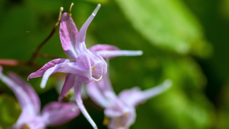 17 Beautiful Epimedium Varieties for Your Shade Garden