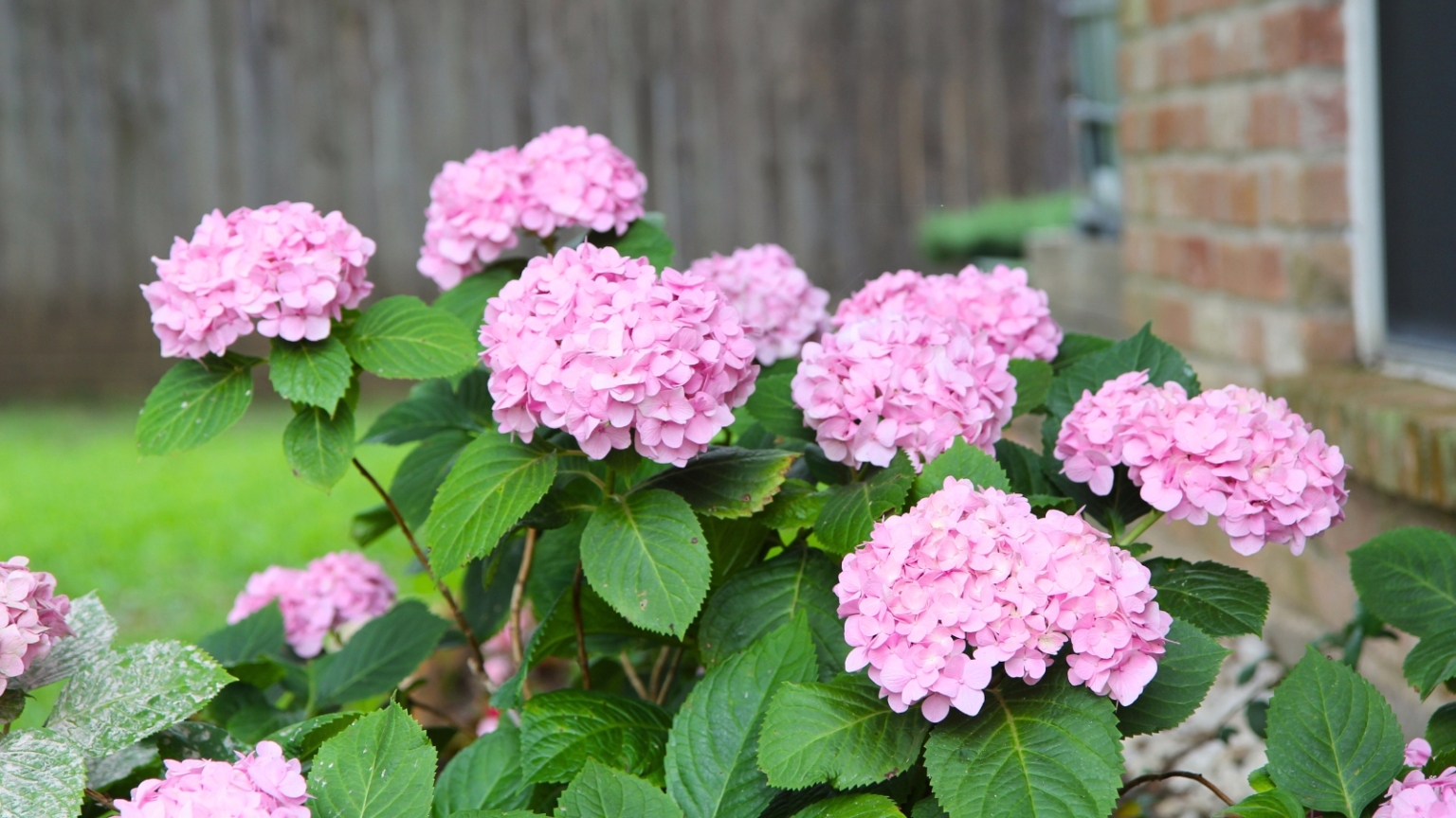 How to Plant, Grow, and Care for 'Endless Summer' Hydrangeas
