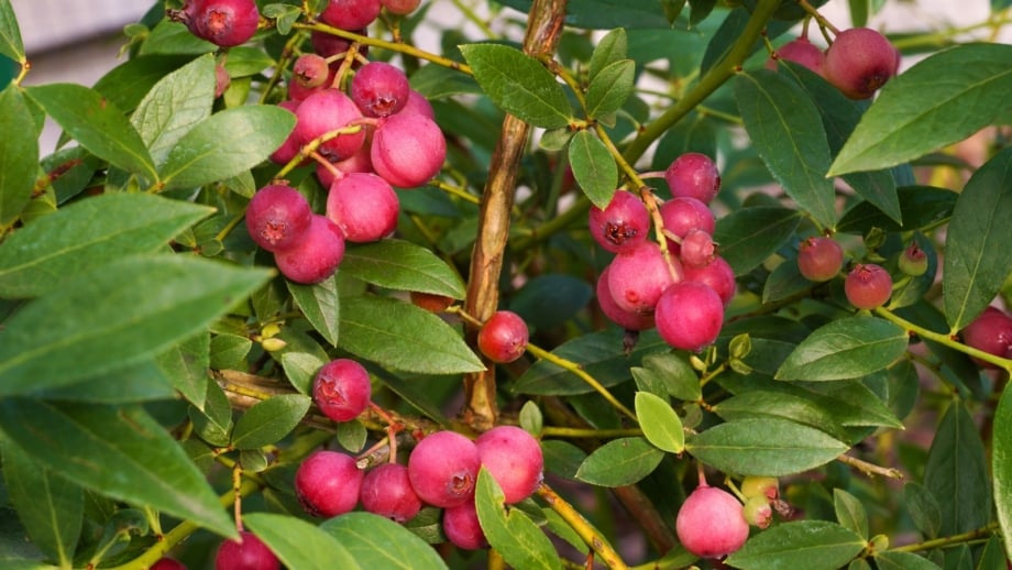 A Comprehensive Guide to Growing Blueberries in Raised Beds