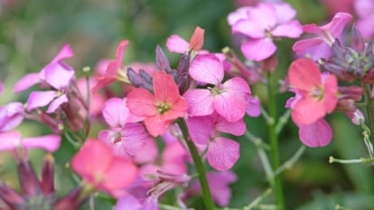 How to Plant, Grow, and Care for Wallflowers