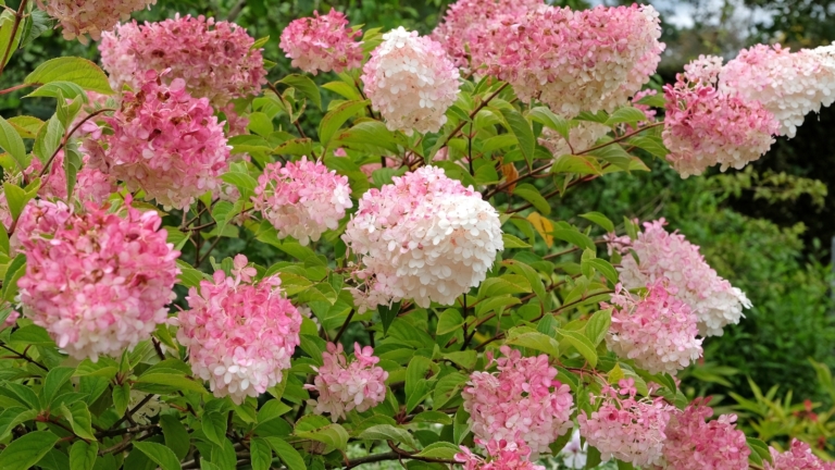 When Do Hydrangeas Bloom?