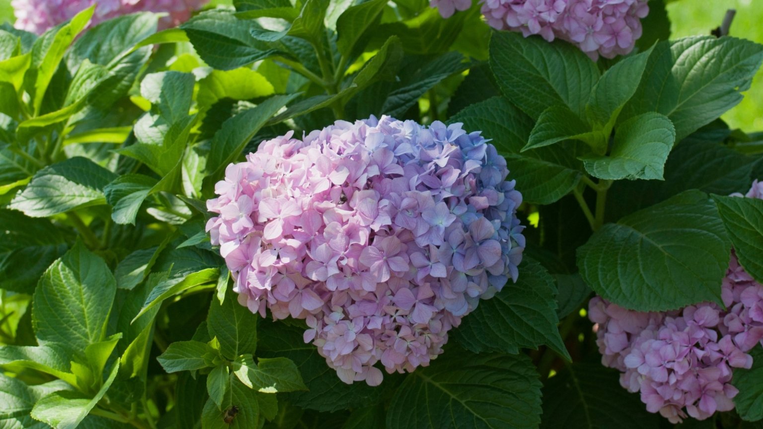 The Best Hydrangeas for Your Climate: Tips for Your Zone