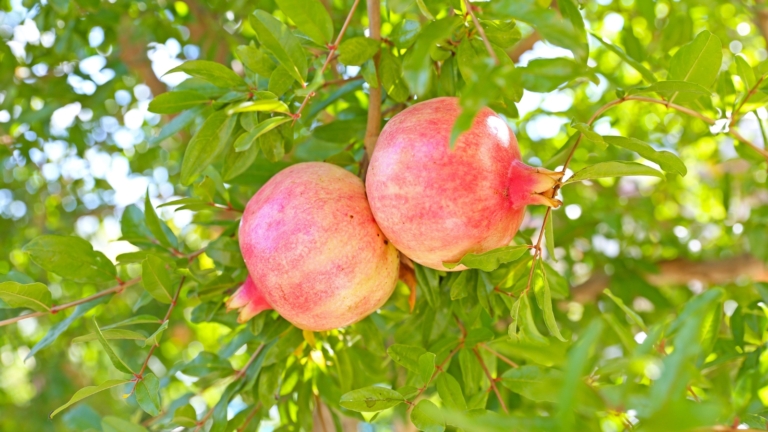 15 Fruit Trees That Thrive in Florida Gardens