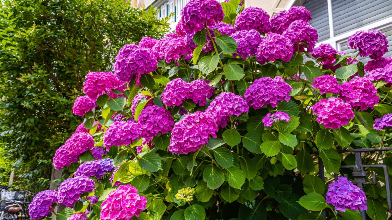 When Do Hydrangeas Bloom?