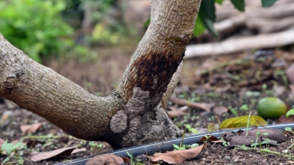How to Plant, Grow, and Care for Hass Avocado Trees