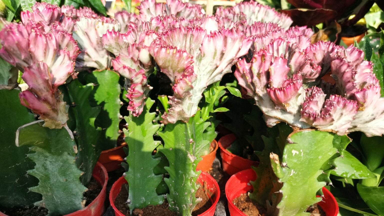 Todo Sobre La Euphorbia Láctea – BNBI