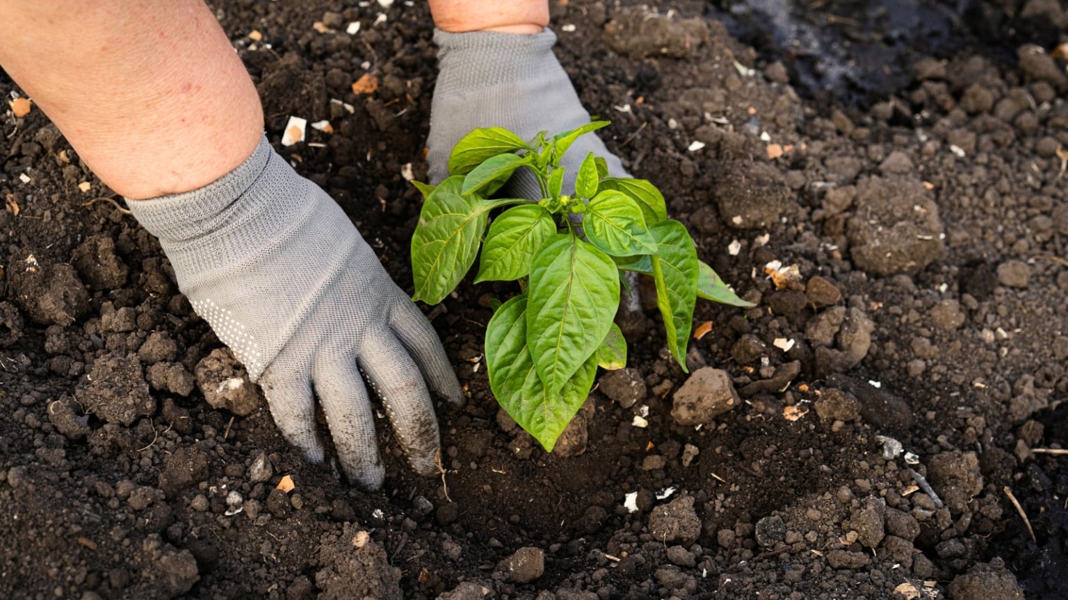 How to Plant, Grow, and Care for Serrano Peppers