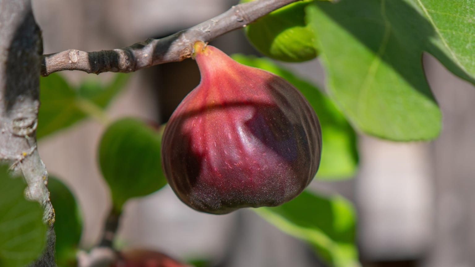 15 Fruit Trees That Thrive in Florida Gardens