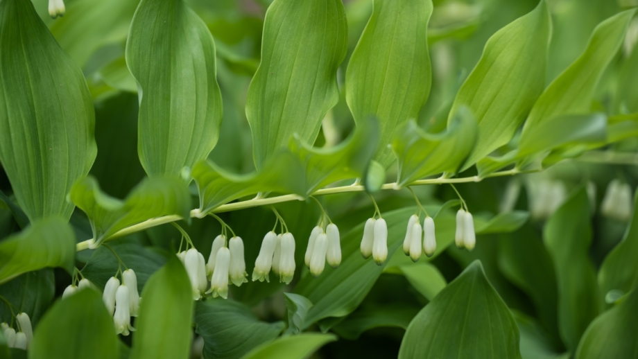 How to Plant, Grow, and Care For Solomon's Seal