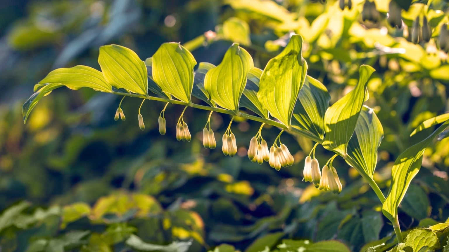 How to Plant, Grow, and Care For Solomon's Seal