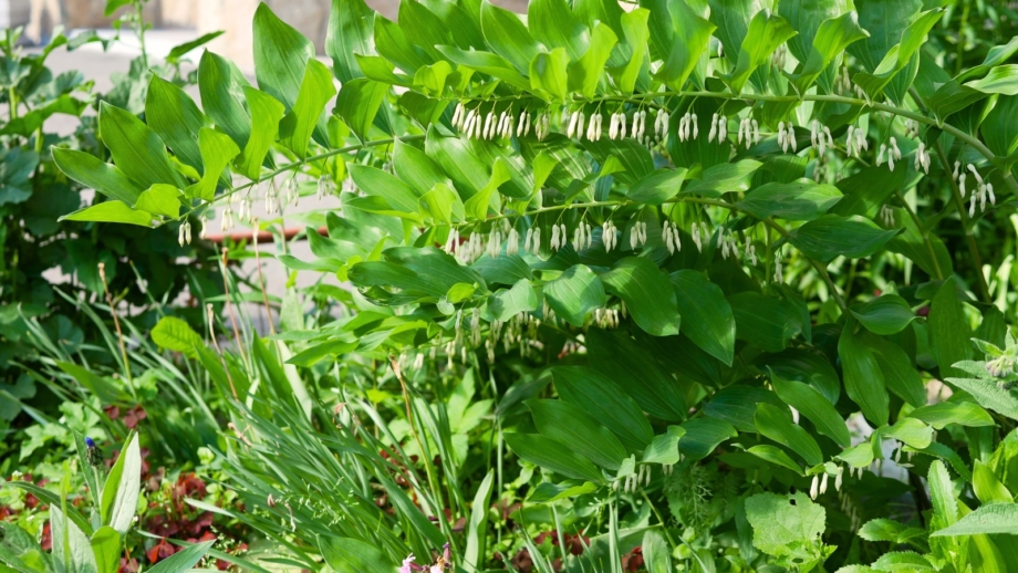 How to Plant, Grow, and Care For Solomon's Seal