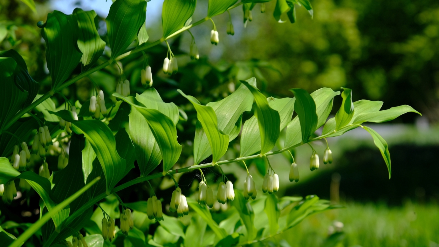 How to Plant, Grow, and Care For Solomon's Seal