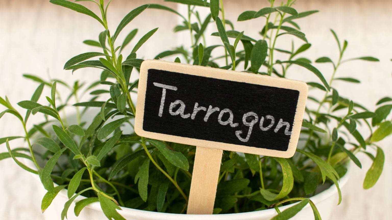11 Best Herb Pairings to Grow Together in Pots or Containers