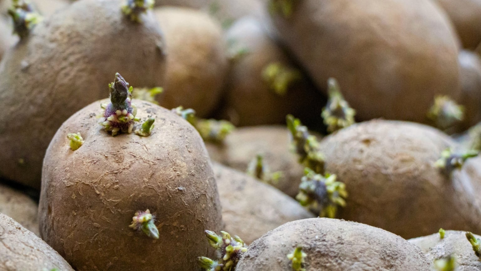 9 Tips for Growing Loads of Potatoes in Raised Beds