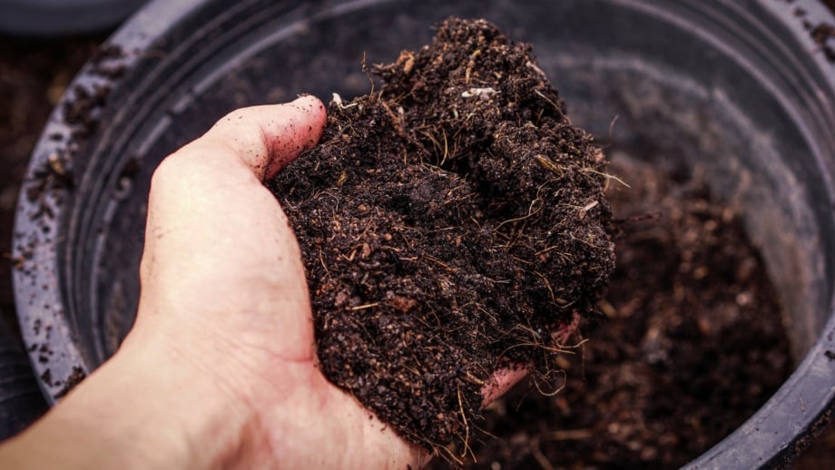 How to Plant, Grow, and Care for Ube