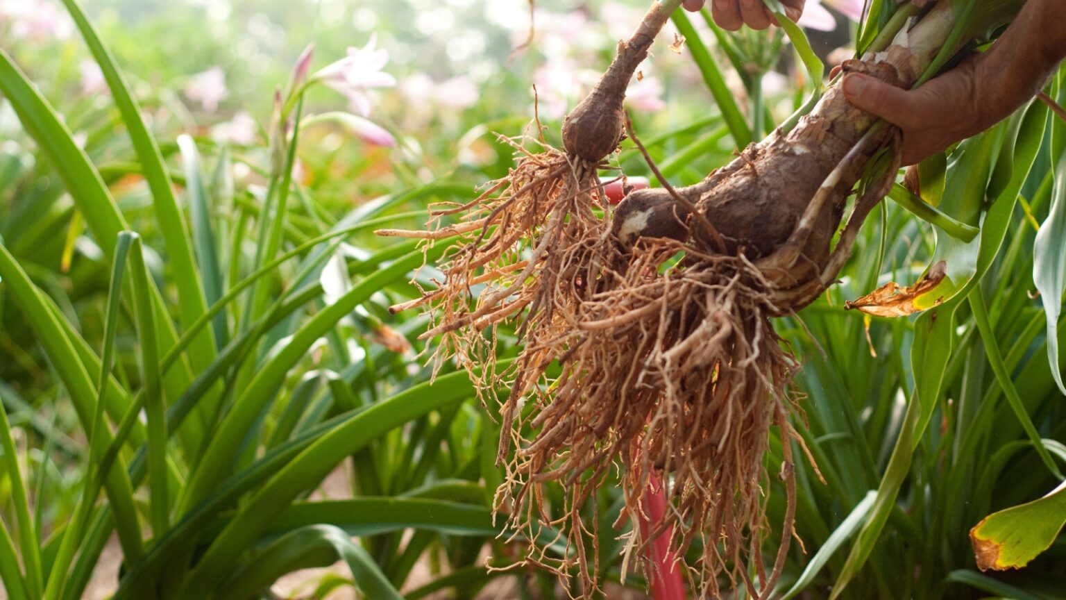 How to Plant, Grow, and Care for Crinum Lily