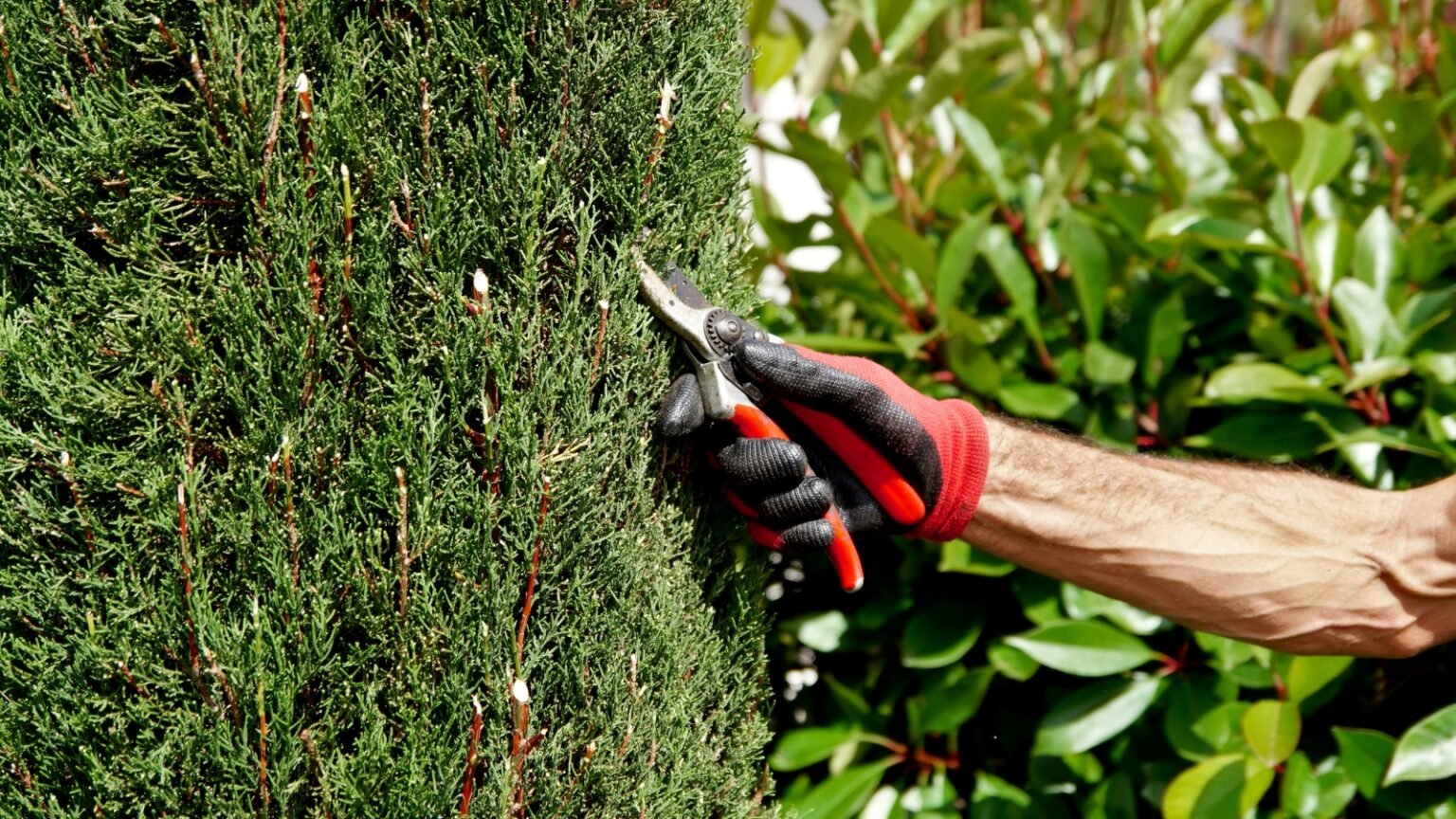 12 Narrow Columnar Trees for Small Spaces - Epic Gardening