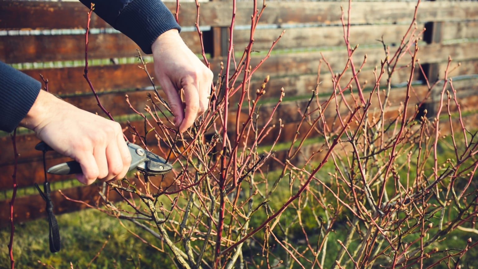 A Comprehensive Guide to Growing Blueberries in Raised Beds