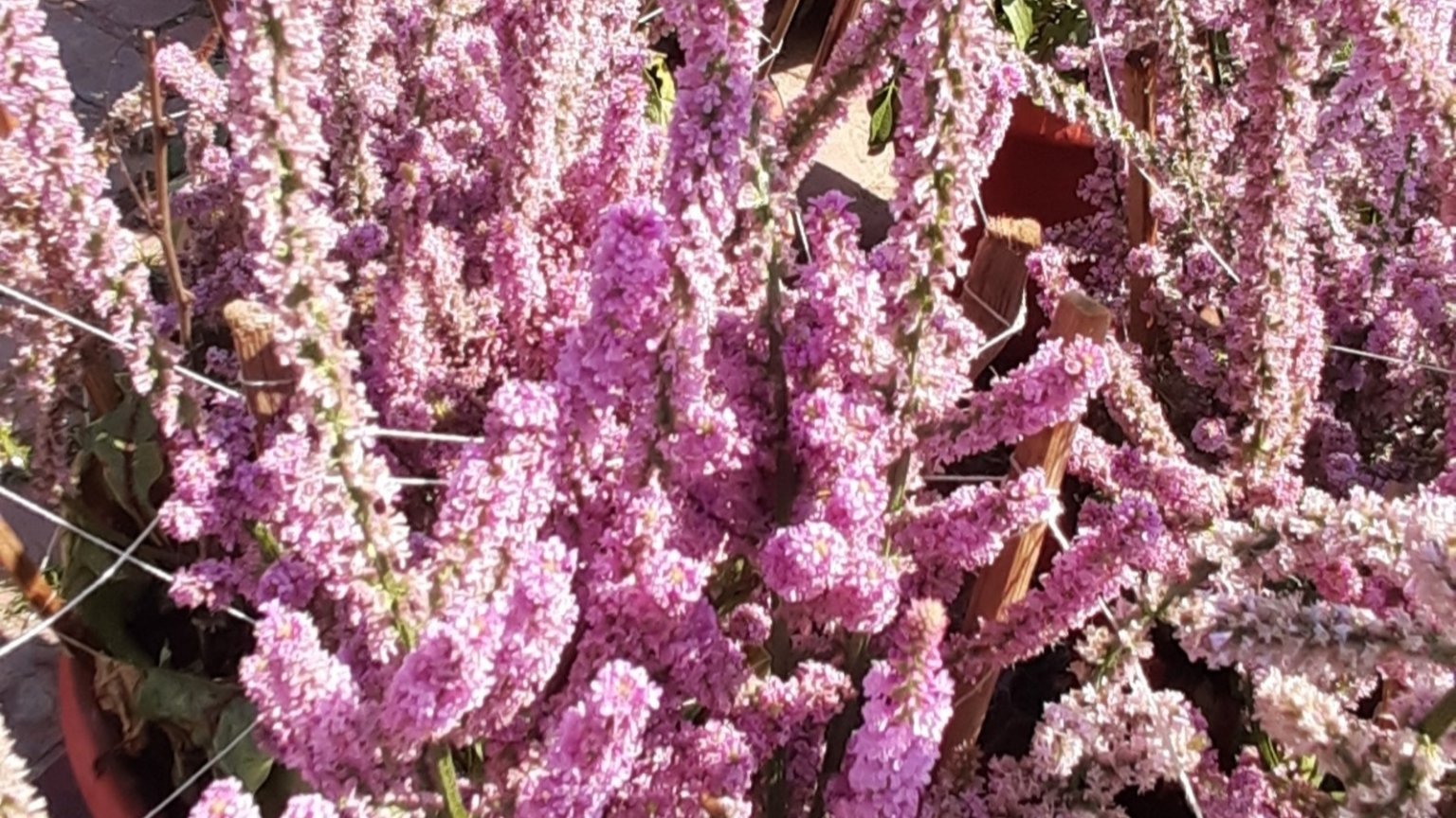 How to Plant, Grow, and Care for Statice