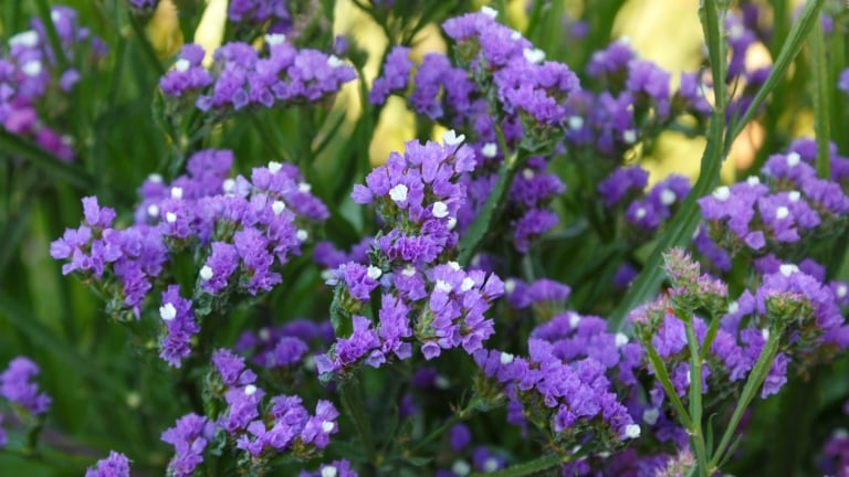 How to Plant, Grow, and Care for Statice