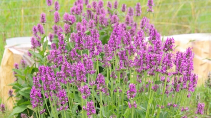 How to Plant, Grow, and Care For Wood Betony
