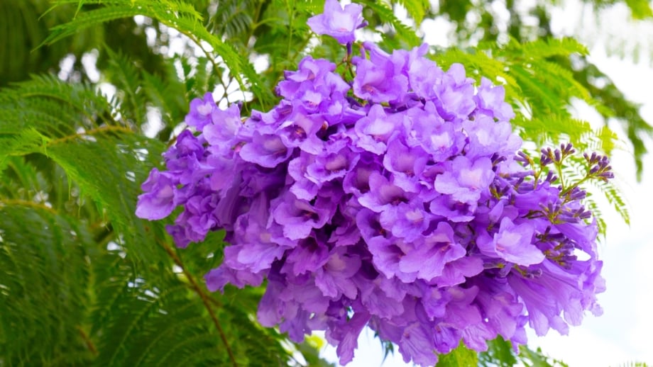 How to Plant, Grow, and Care for Jacaranda Trees