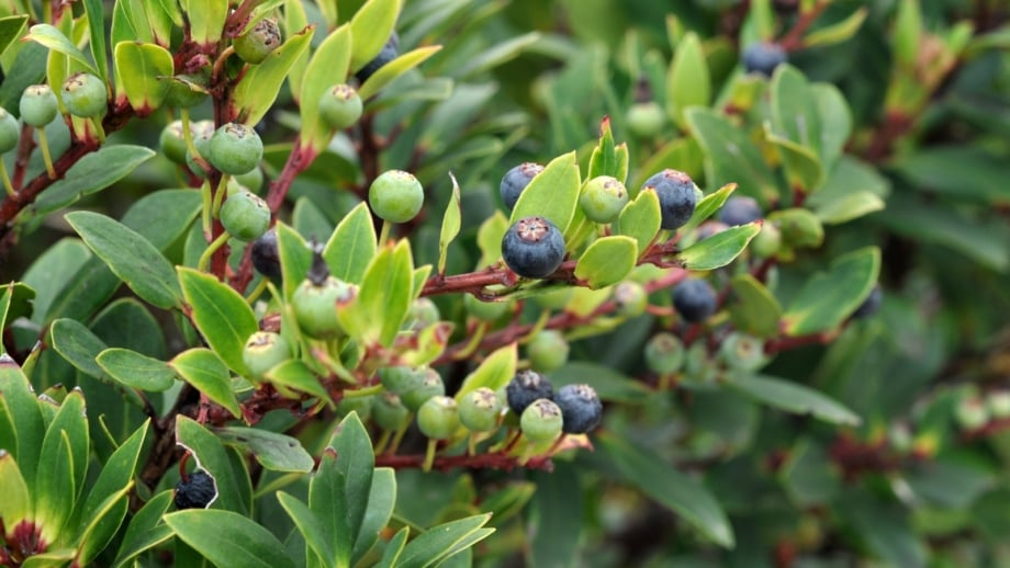 How to Plant, Grow, and Care for Evergreen Huckleberry Plants