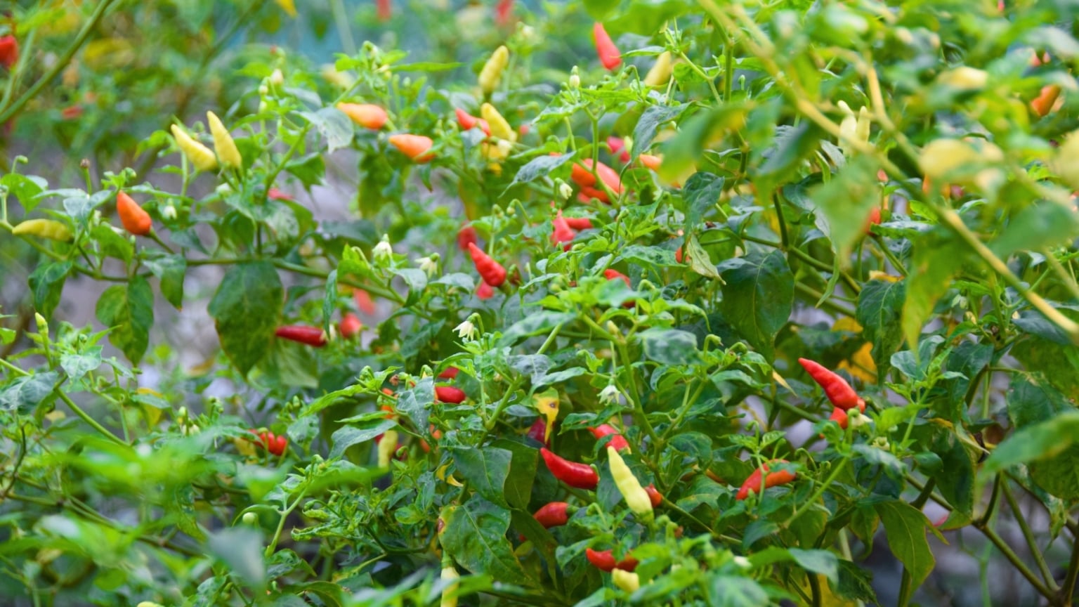 How Far Apart Should You Space Pepper Plants?