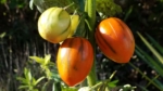 7 Unique and Unusual Tomatoes That Wow in the Garden