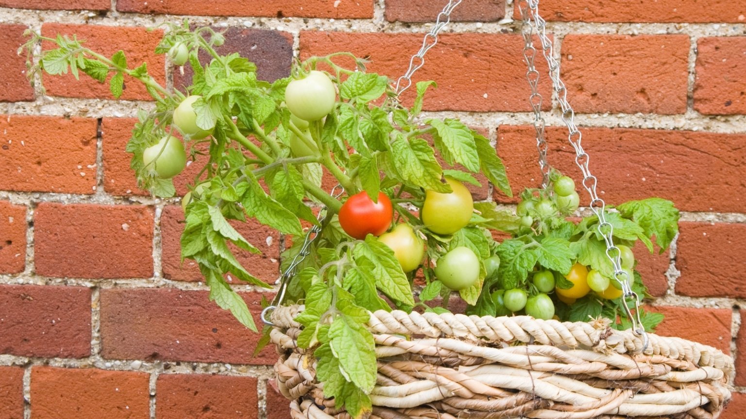 10 Best Tomatoes to Grow in Hanging Baskets