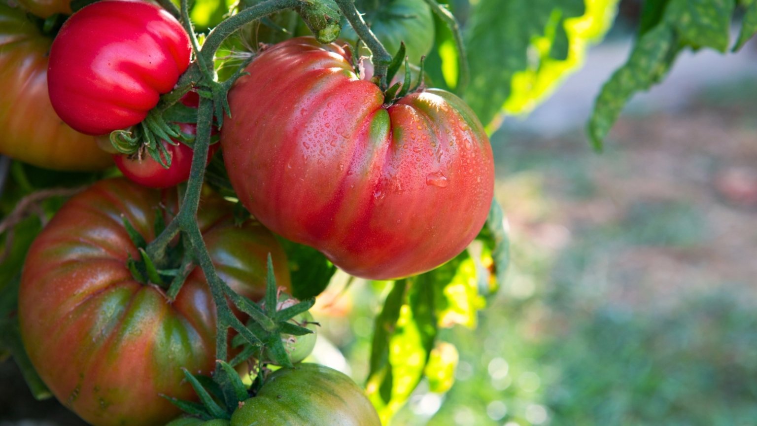 5 Tips for Growing Really Big Tomatoes