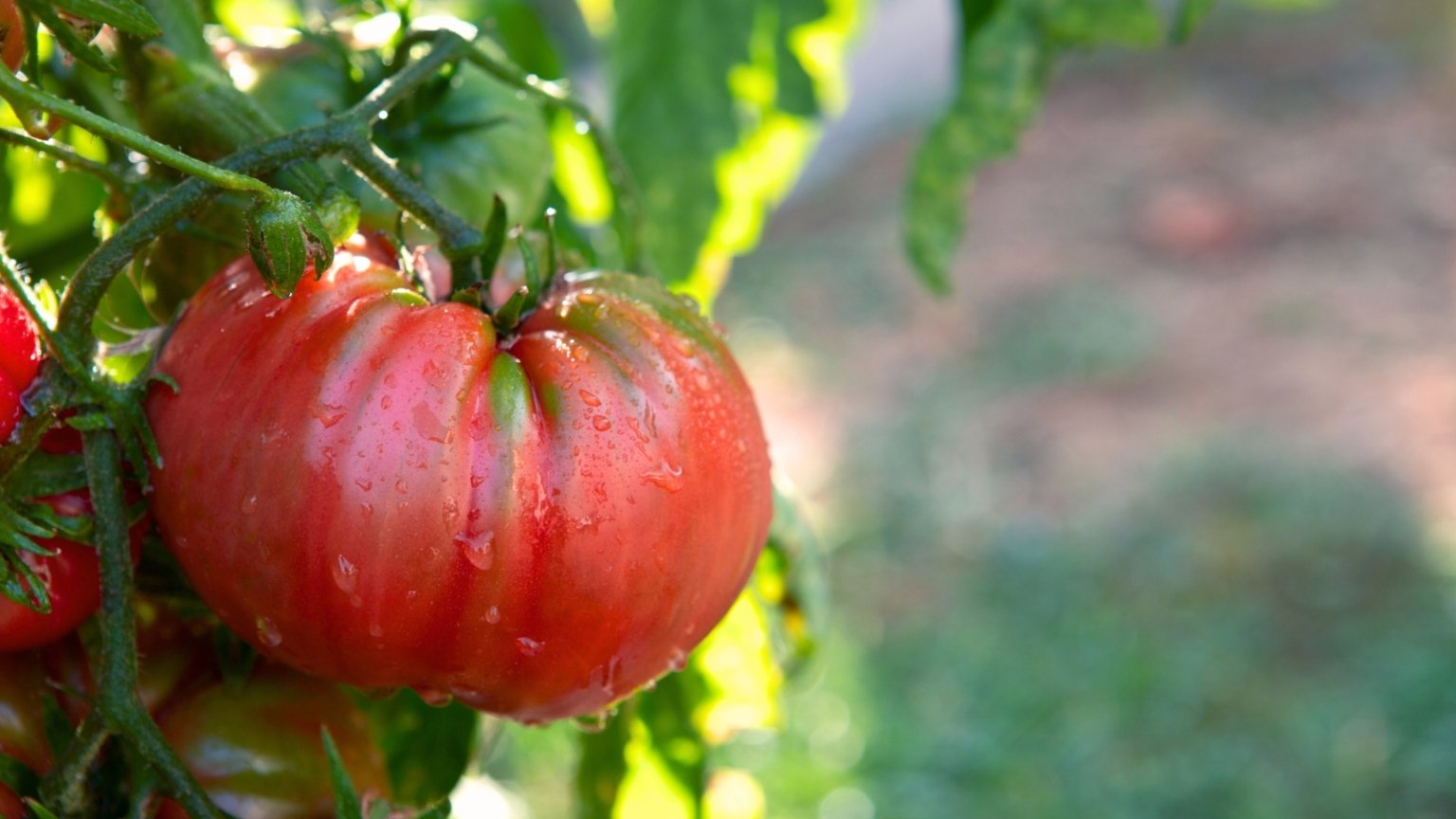 How Long Do Tomatoes Take to Ripen on the Vine?