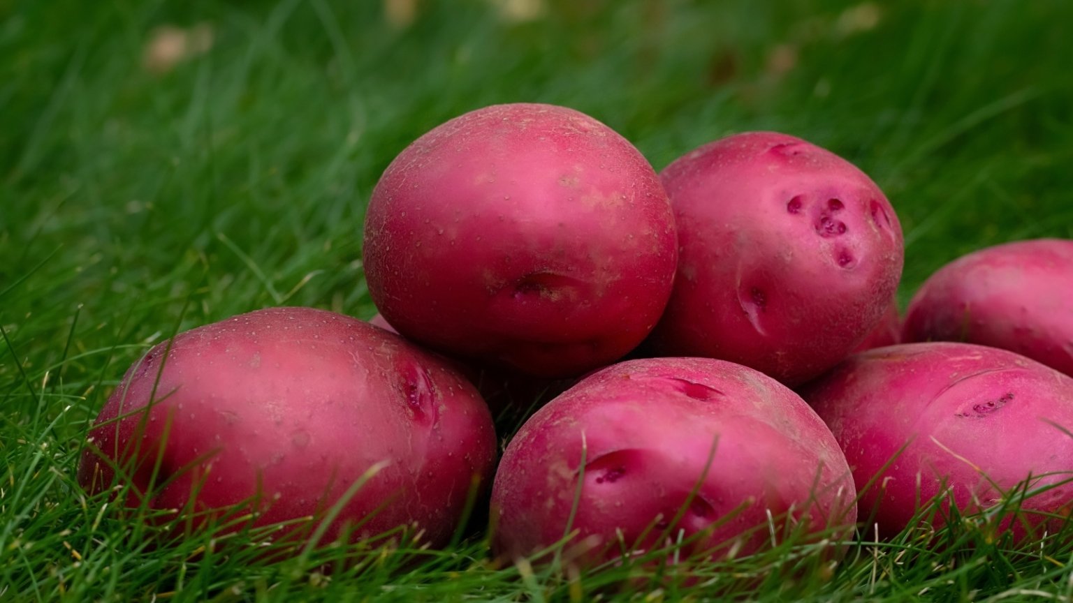 9 Tips for Growing Loads of Potatoes in Raised Beds