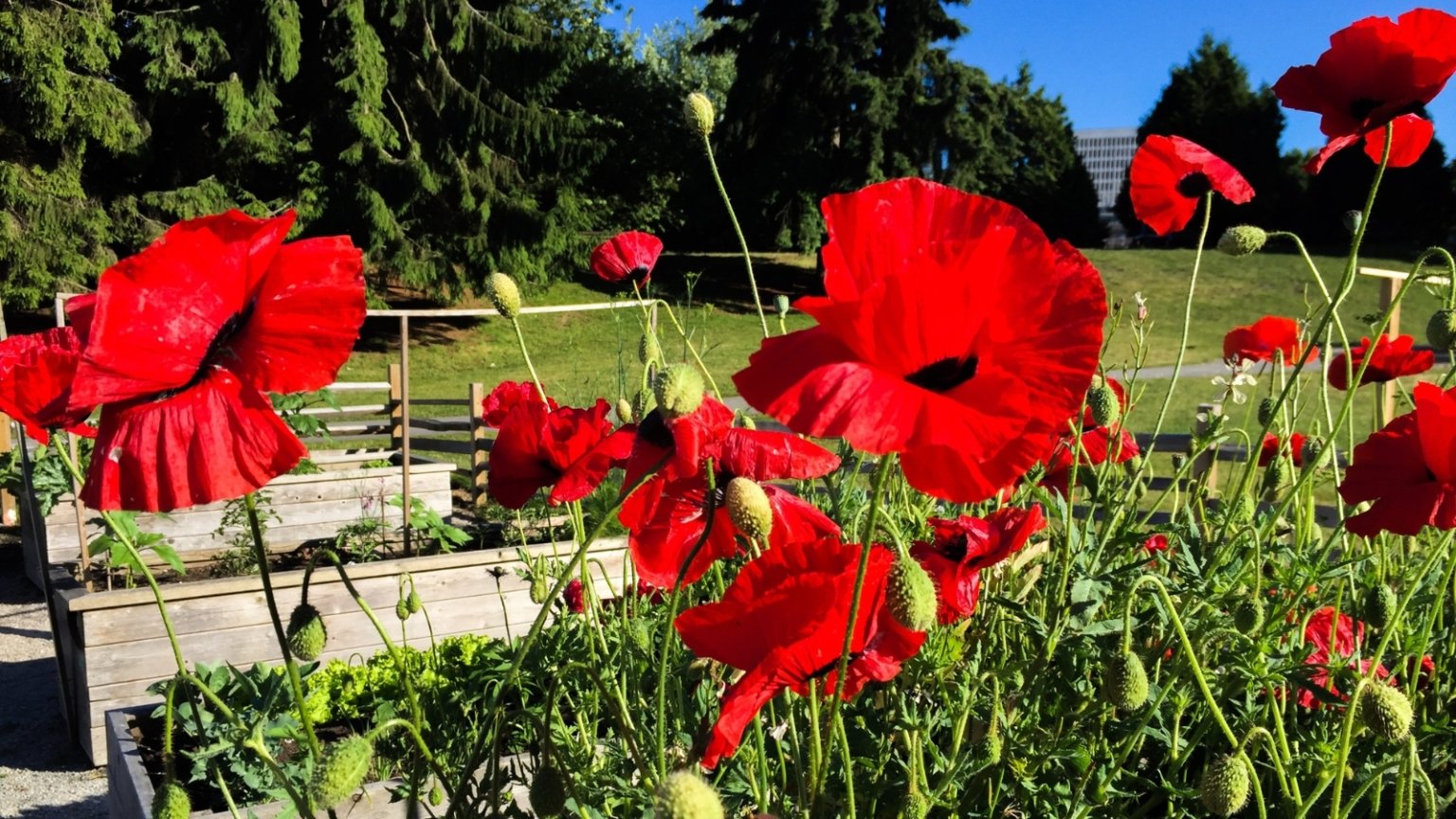 21 Best Flowers for Growing in Raised Beds