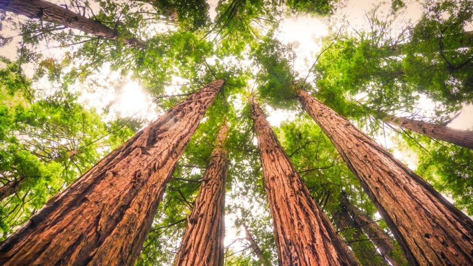 How to Plant, Grow, and Care For Redwood Trees