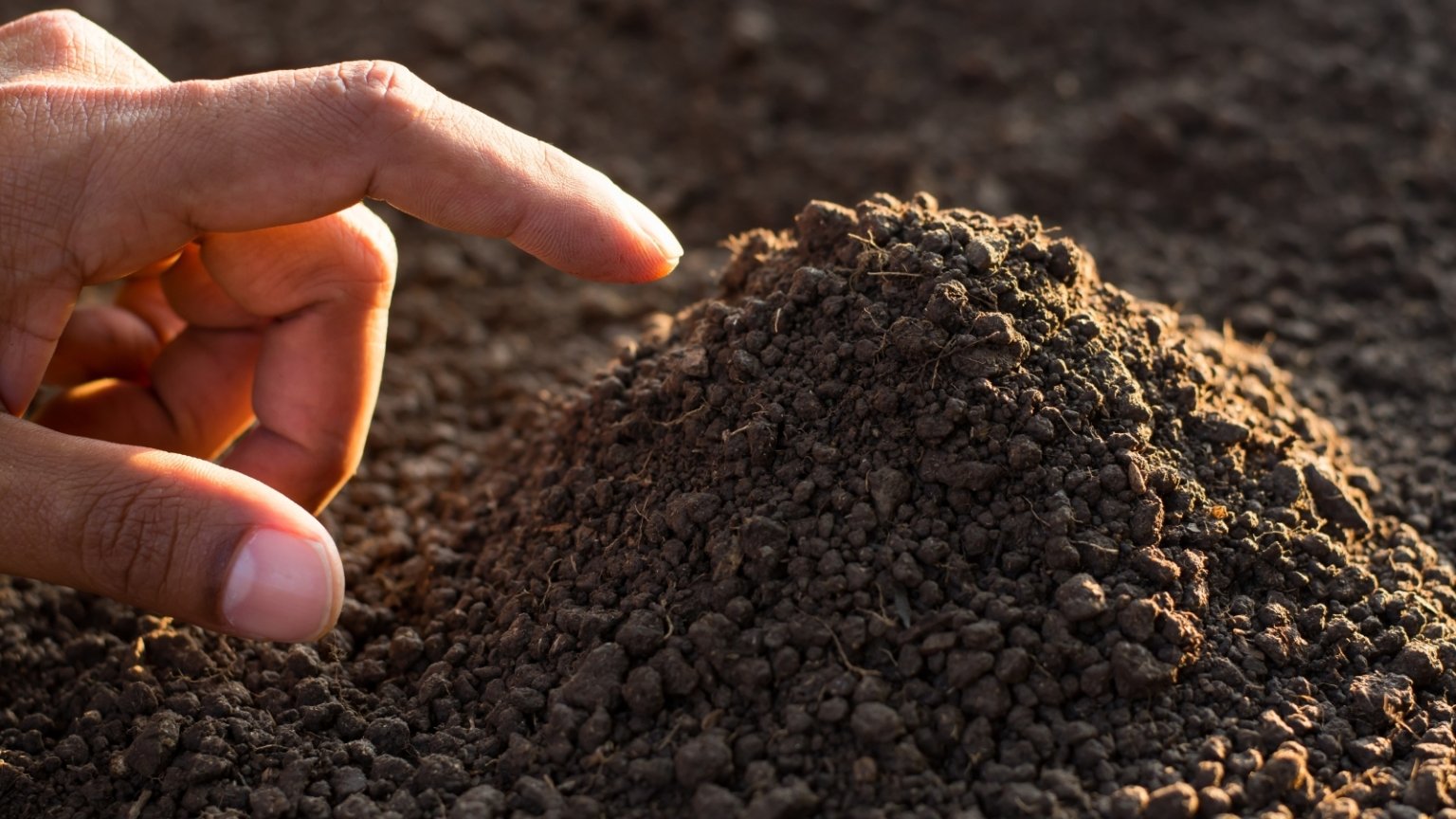 How to Plant, Grow, and Care For Wood Betony