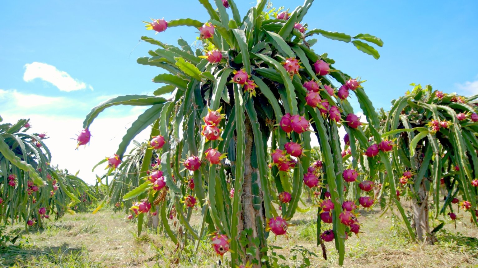 Complete Beginner's Guide to Growing Dragon Fruit