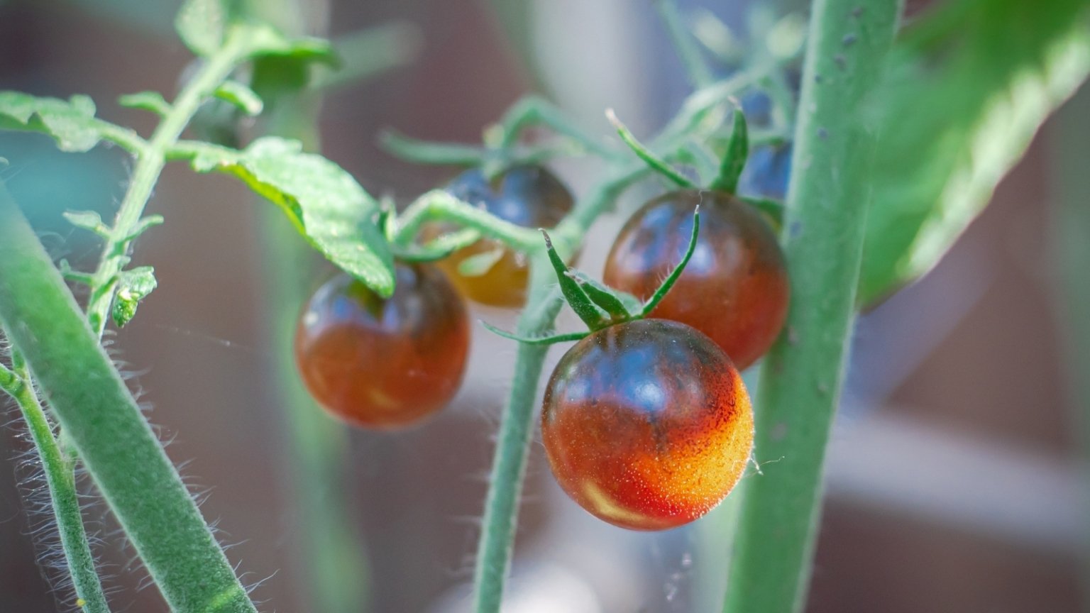 17 Cherry Tomatoes for Your Summer Garden
