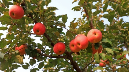 15 Fruit Trees That Thrive in Florida Gardens