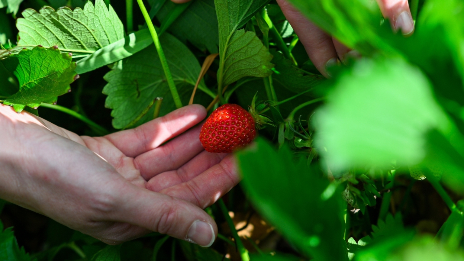 How to Plant, Grow, and Care for 'Allstar' June-bearing Strawberries